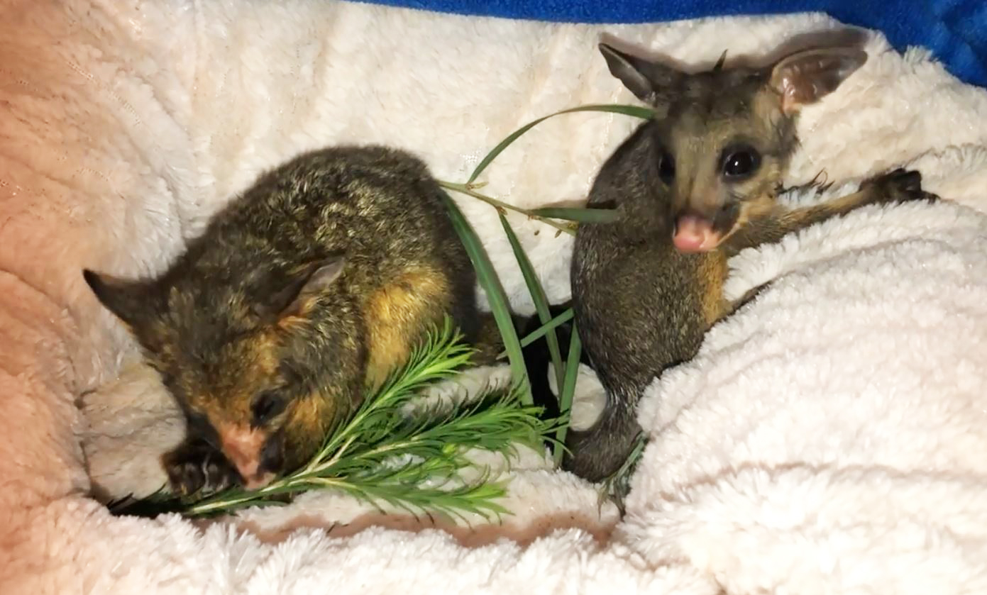 Our director visits the non –profit St Andrews Wildlife Shelter to ...